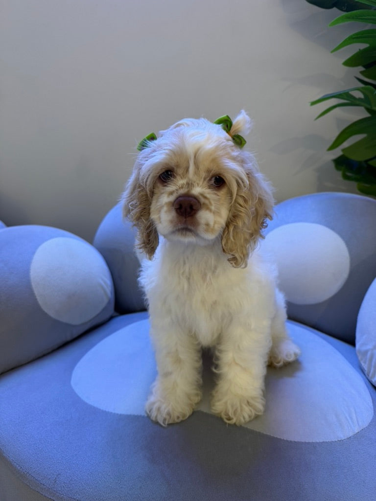 Lady new the Cocker Spaniel